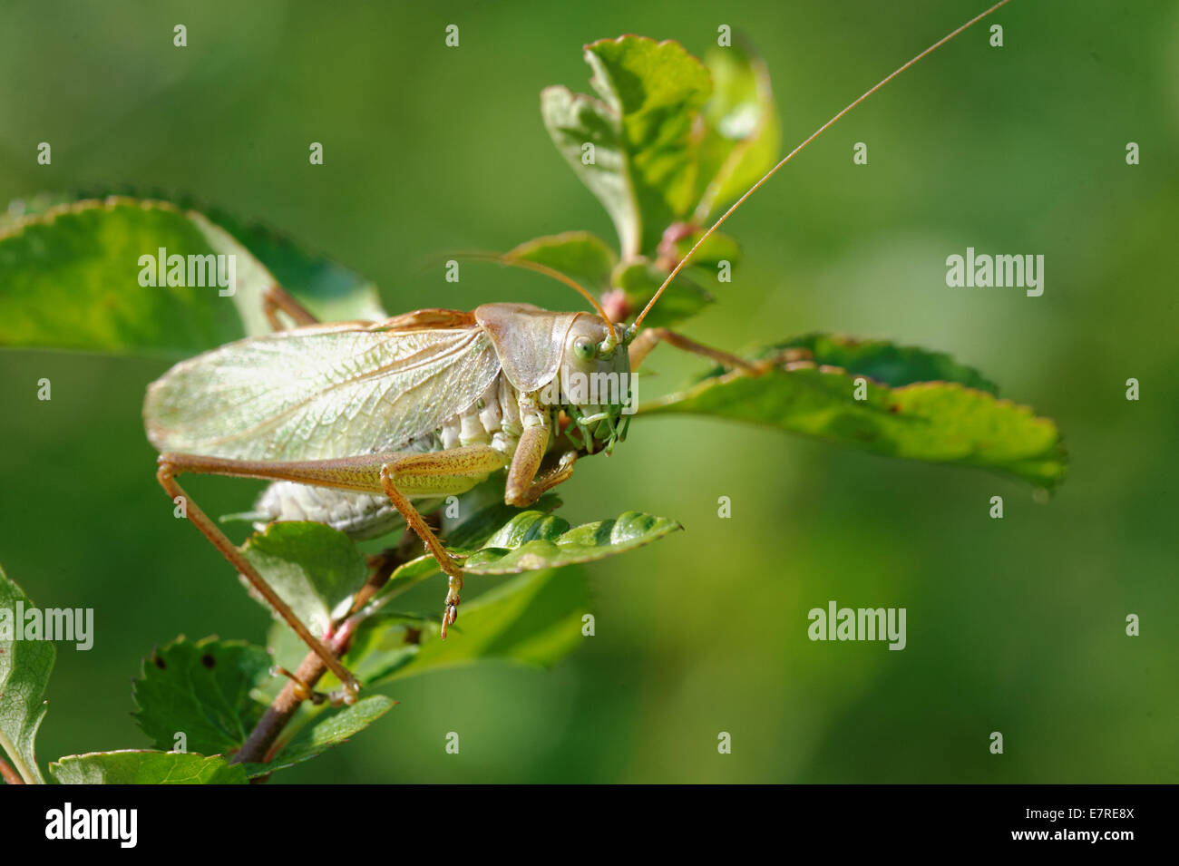 Tettigonia cantans is a species of katydids belonging to the family ...