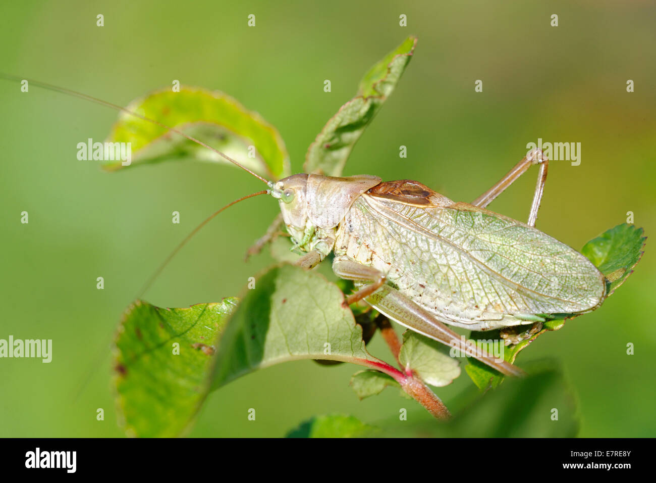 Tettigonia cantans is a species of katydids belonging to the family ...