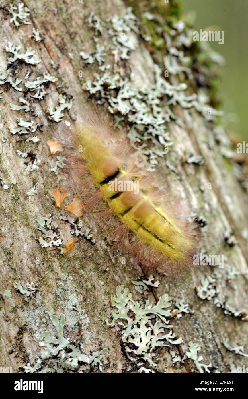 Pale Tussock (Calliteara pudibunda) is a moth of the Lymantriidae ...