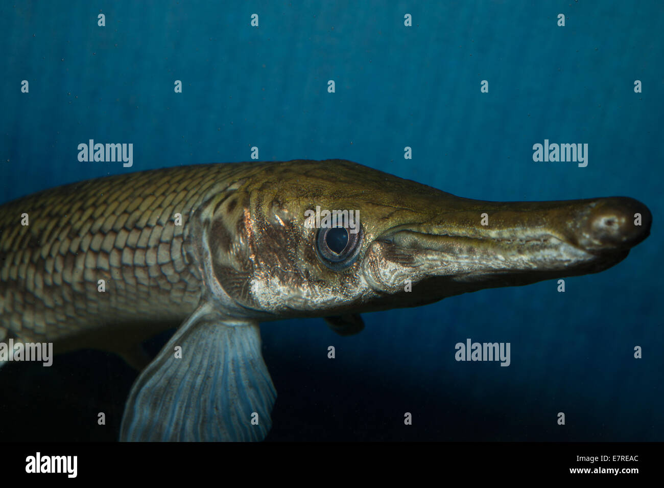 Primitive fishes High Resolution Stock Photography and Images - Alamy