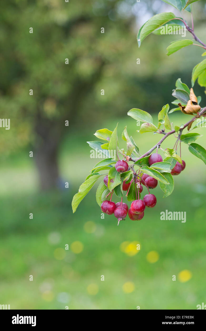 Malus Hupehensis. Hupeh Crab Apple Stock Photo - Alamy