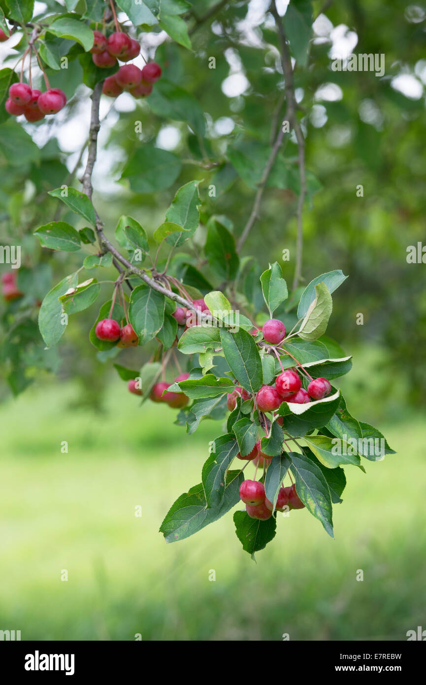 Malus Hupehensis. Hupeh Crab Apple Stock Photo - Alamy