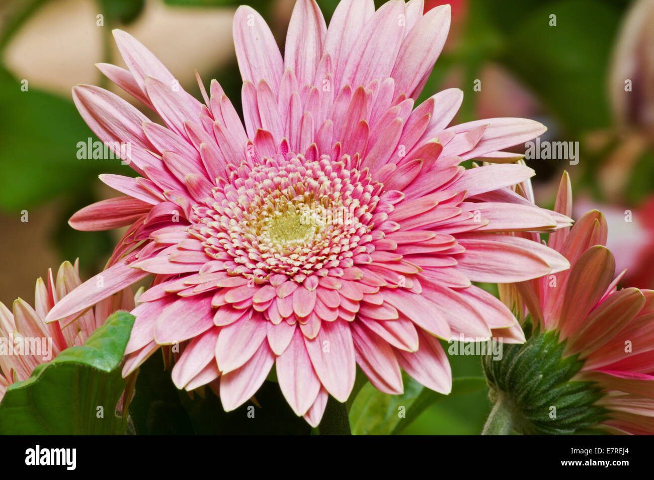 Gerbera plant hi-res stock photography and images - Alamy