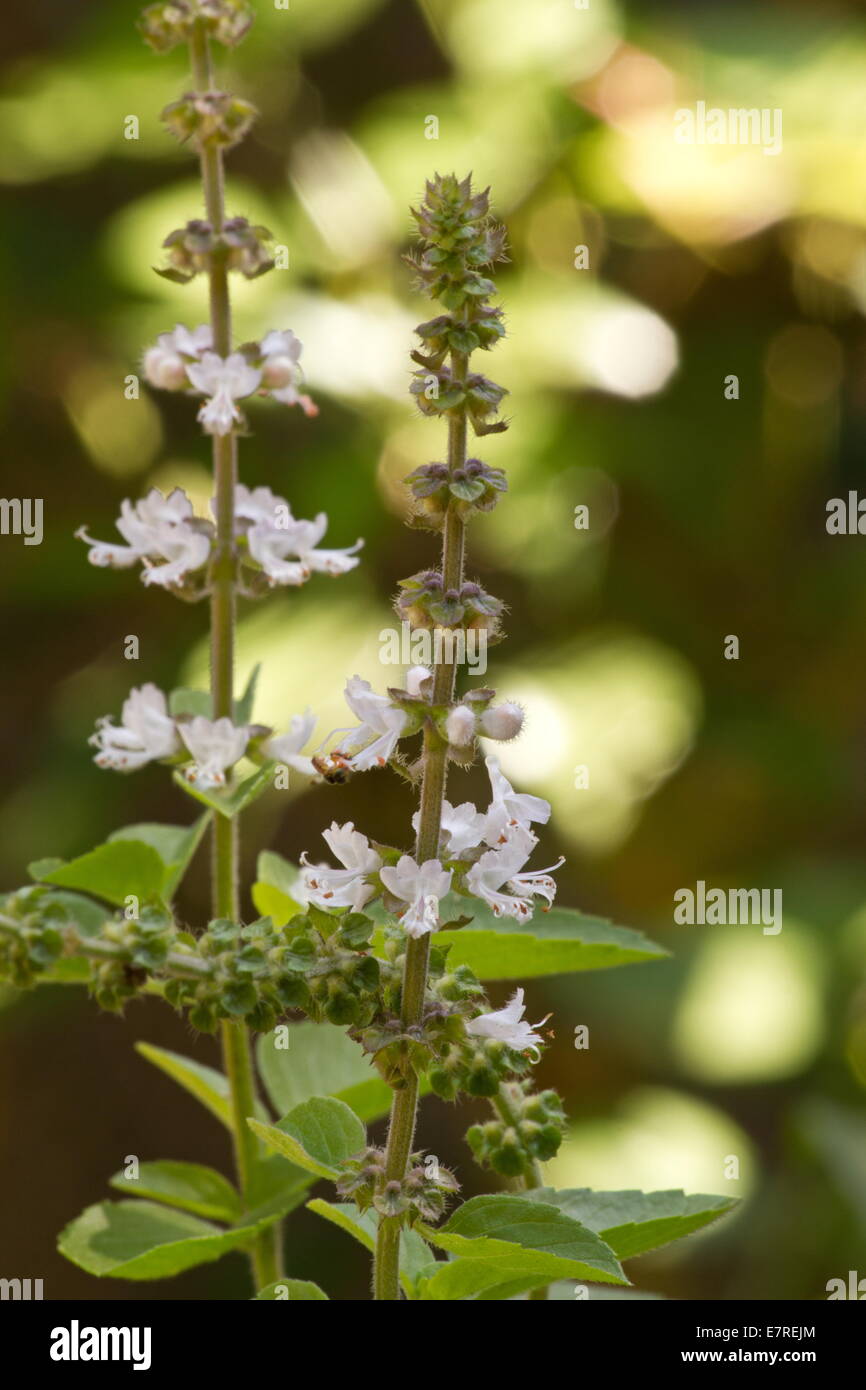 Basil (Ocimum basilicum) plant in bloom Stock Photo - Alamy