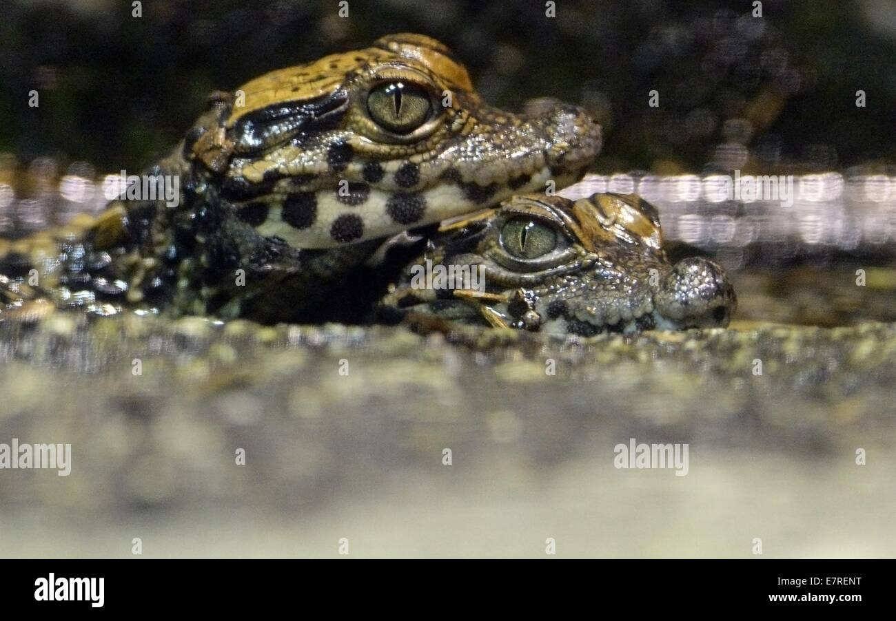 Leipzig, Germany. 23rd Sep, 2014. Two small tiny dwarf crocodile peaks ...
