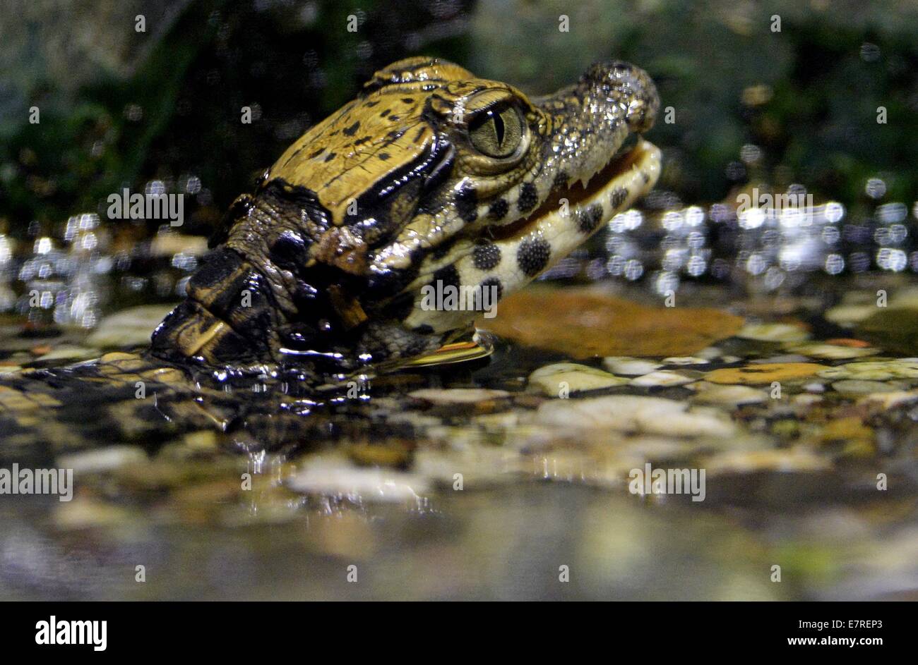 Leipzig, Germany. 23rd Sep, 2014. A tiny dwarf crocodile peaks through ...