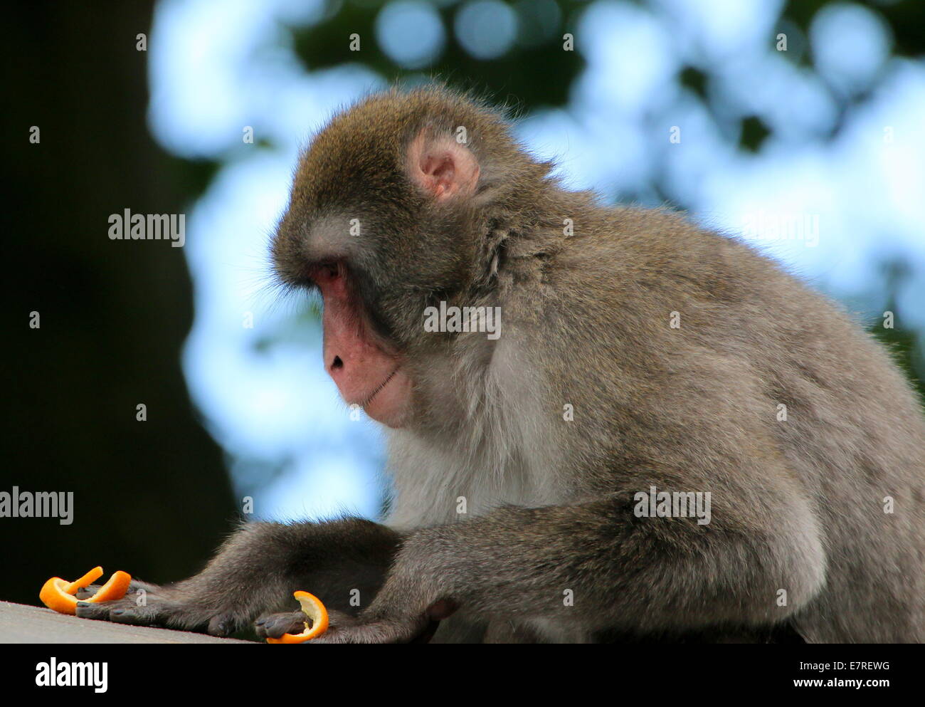 Japanese macaque or Snow monkey (Macaca fuscata) close-up while eating ...