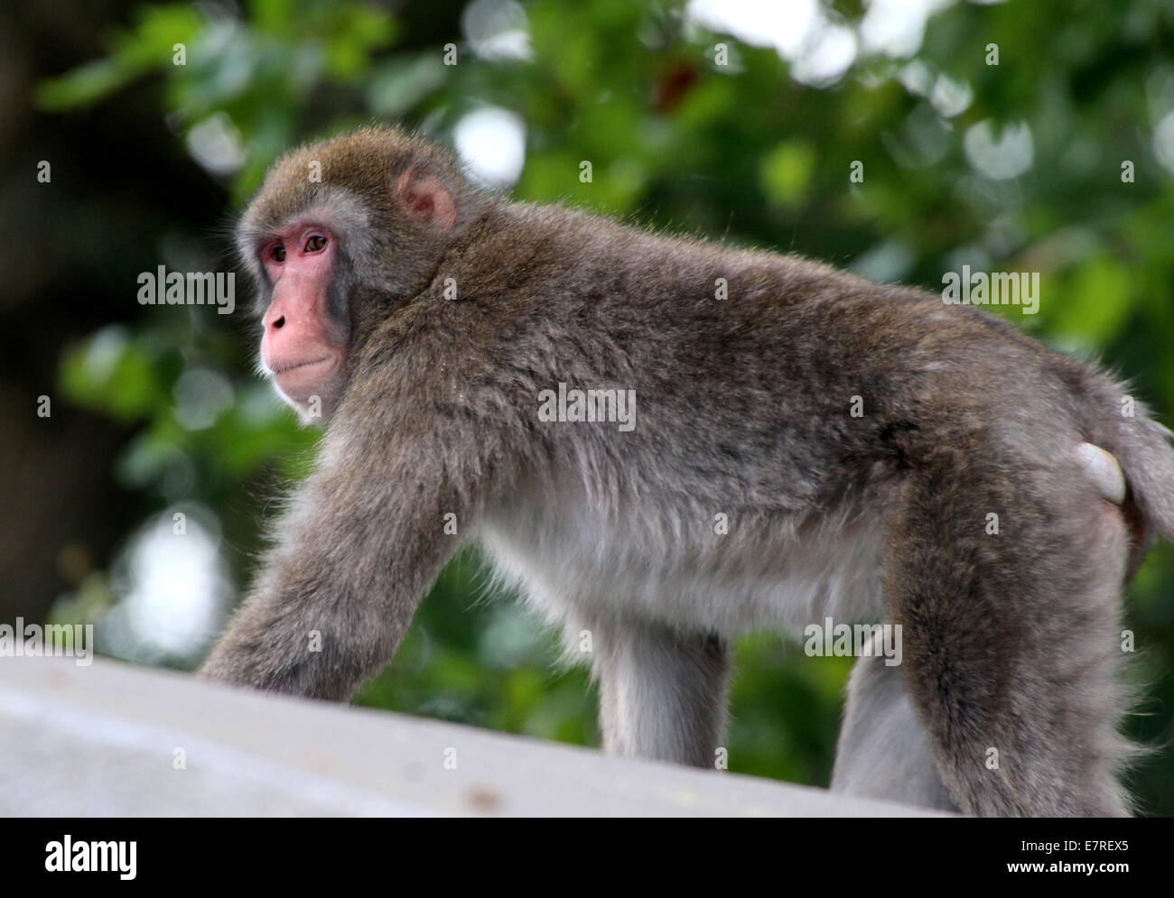 Japanese macaque or Snow monkey (Macaca fuscata Stock Photo - Alamy