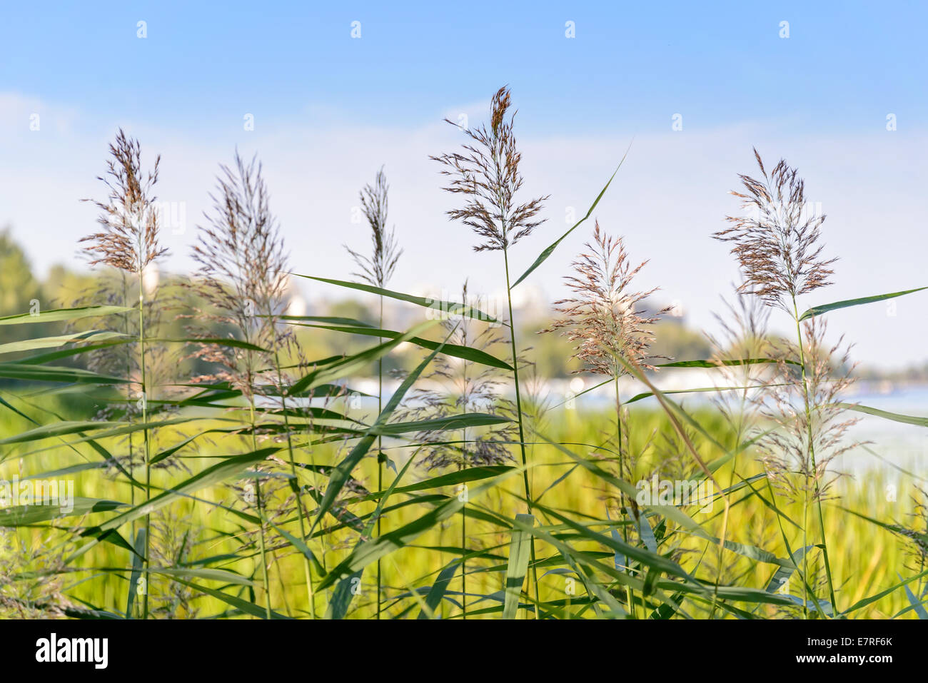 Reed flowers are blooming close to the Dnieper river at the end of the ...