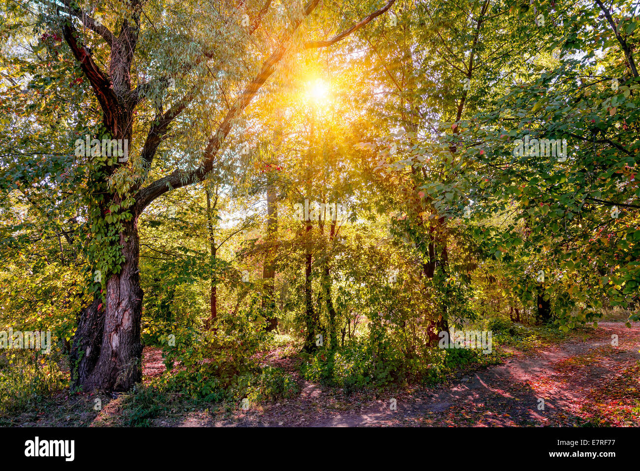 A warm sun illuminates the forest through the tree branches in autumn ...