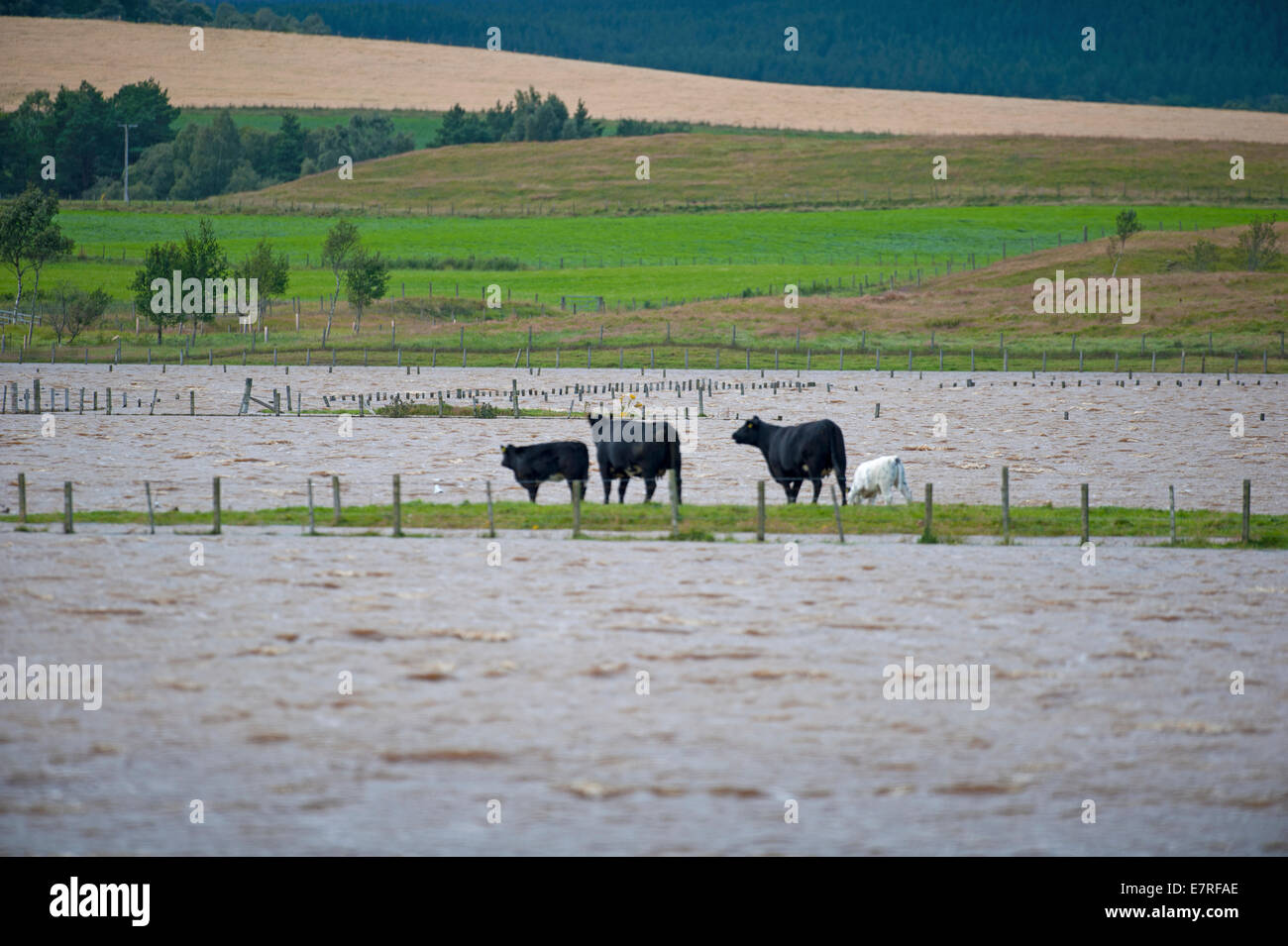 Cattle looking for an escape route to freedom from flooded fields ...