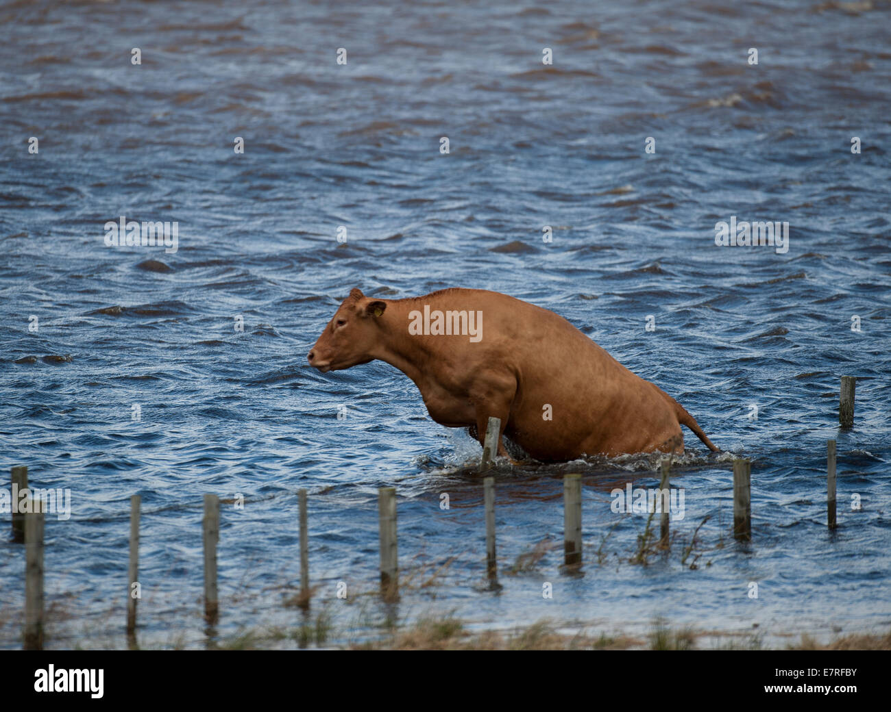 Cattle beast struggle for freedom from flooded fields following heavy ...