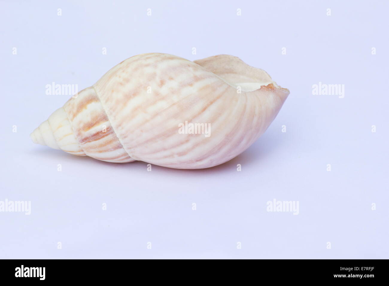 Seashell on white background Stock Photo - Alamy