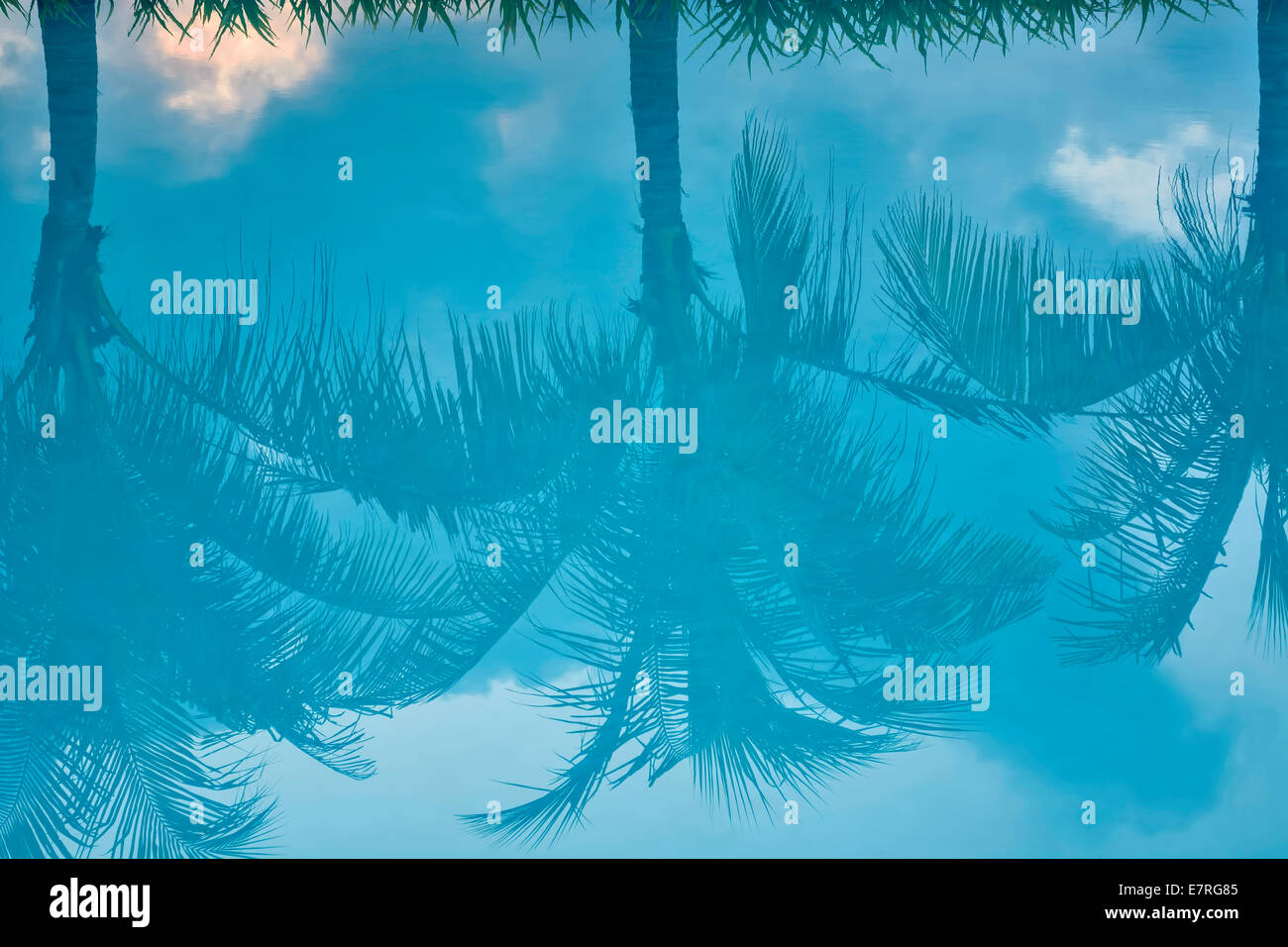 Palm trees reflection on turquoise pool water Stock Photo - Alamy