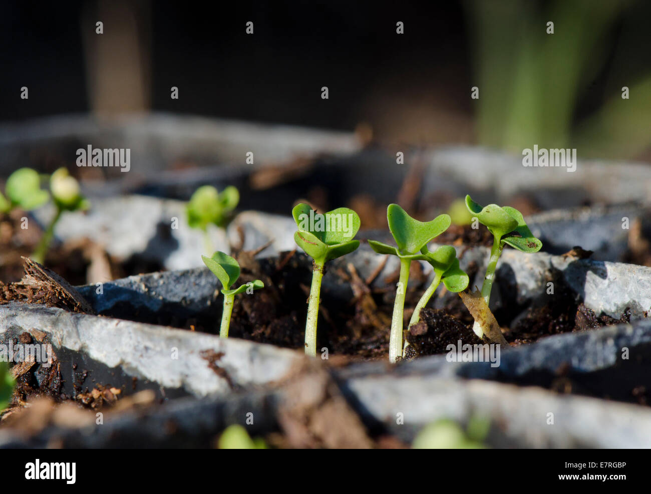 Dwarf blue curled vates Kale, Brassica oleracea, seedlings germinating ...
