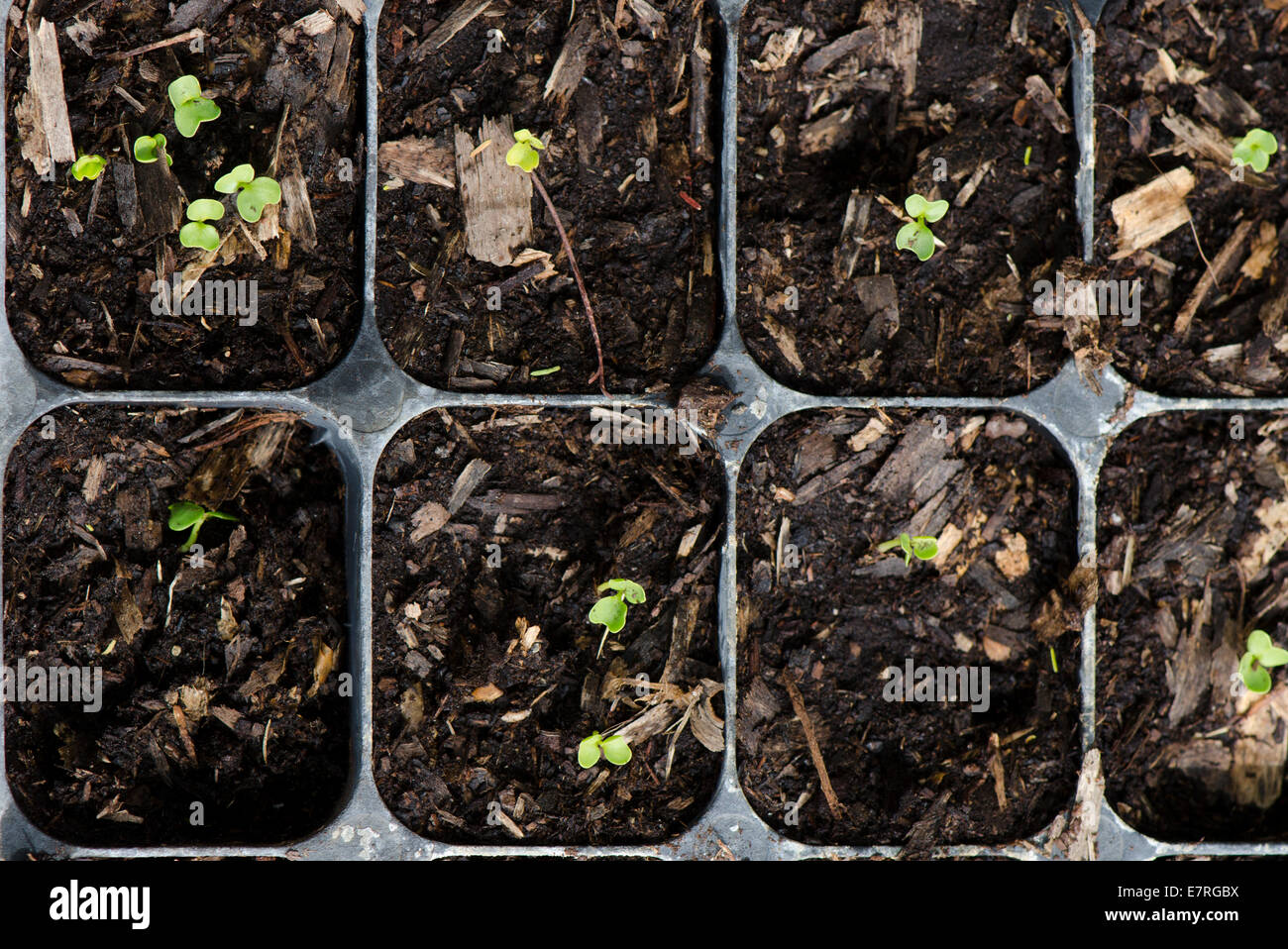 Blue Kale Seedlings