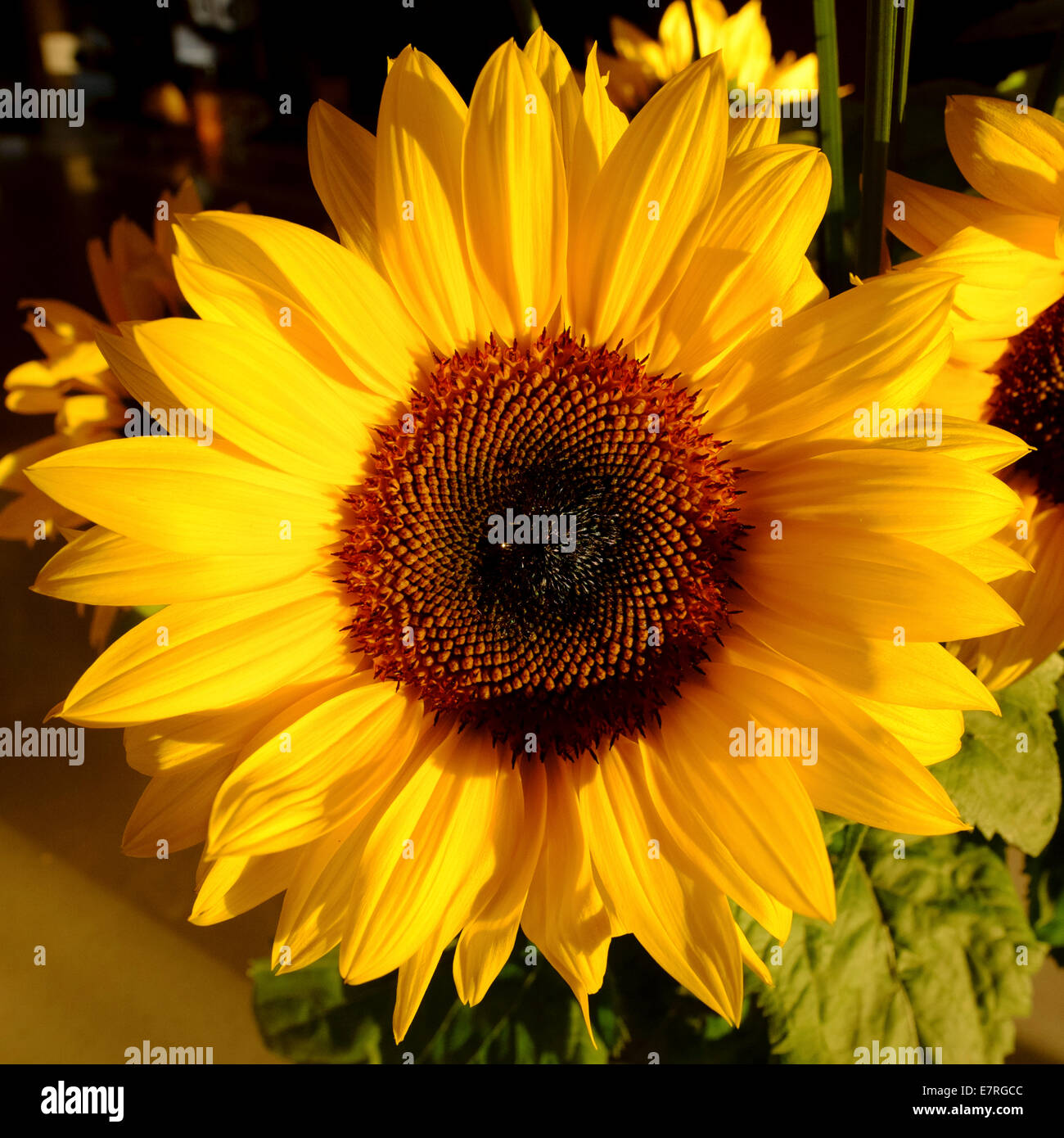 Nature plant sunflower hi-res stock photography and images - Alamy