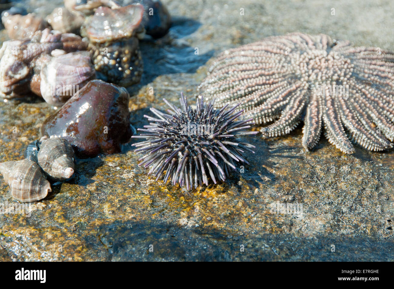 Collection of Sea Life in Rock Pool Stock Photo - Alamy