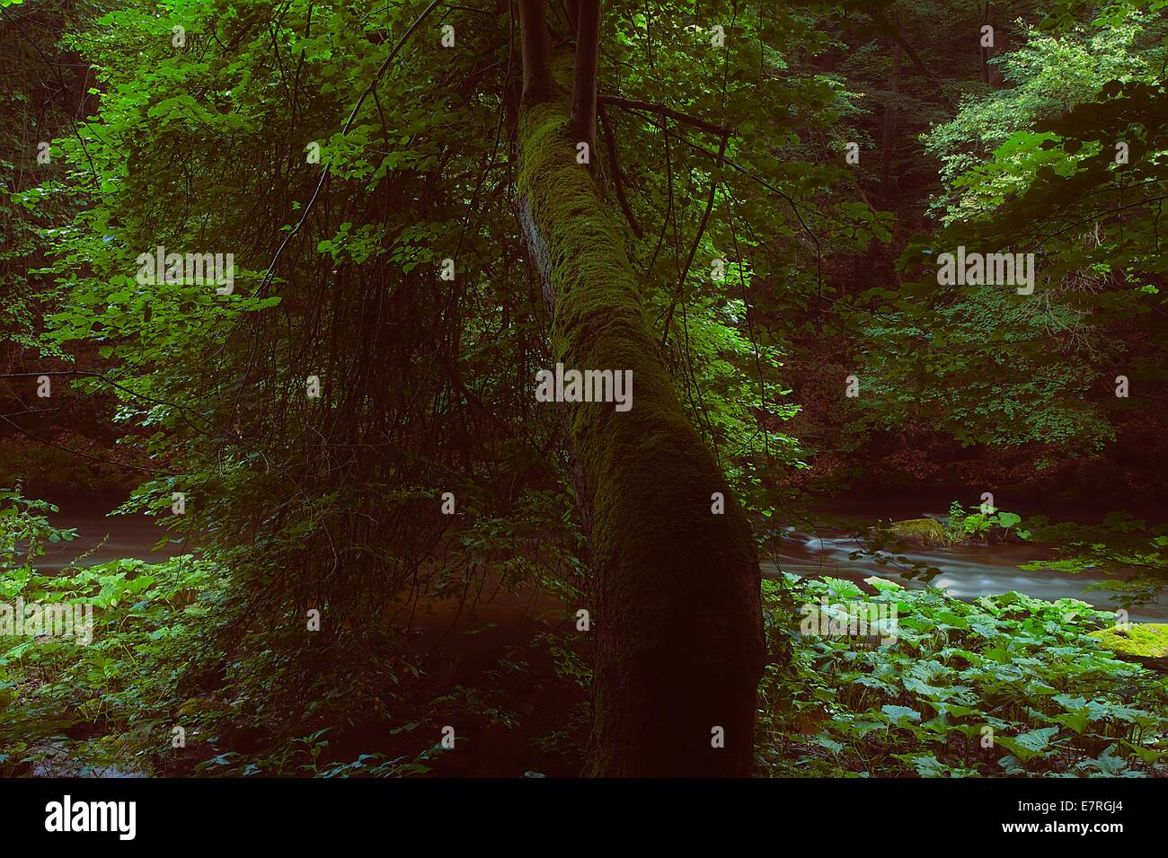 A gorge in the wilderness of the Bode Valley, Harz Mountains, Germany ...