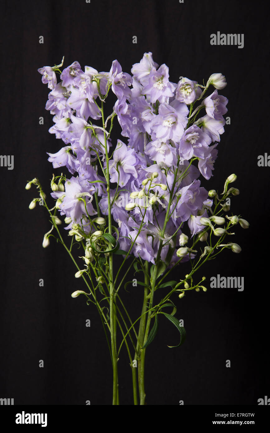 Purple flowers with black background hi-res stock photography and ...