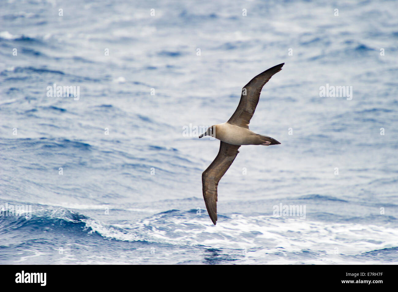 Light-mantled Sooty Albatross (Phoebetria palpebrata) flying over Sub ...