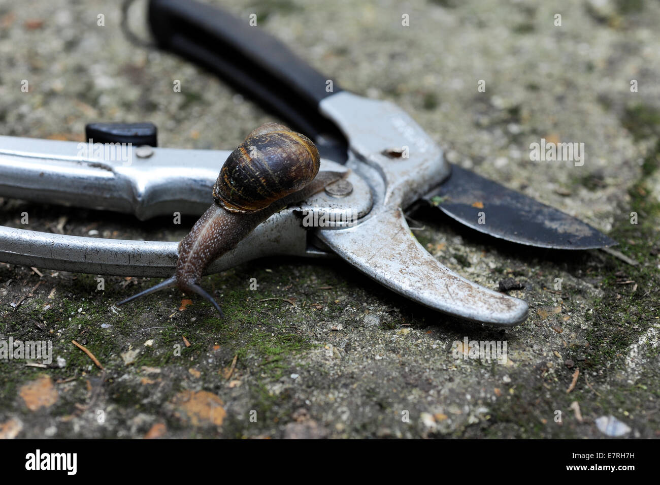 Snail on secateurs Stock Photo - Alamy