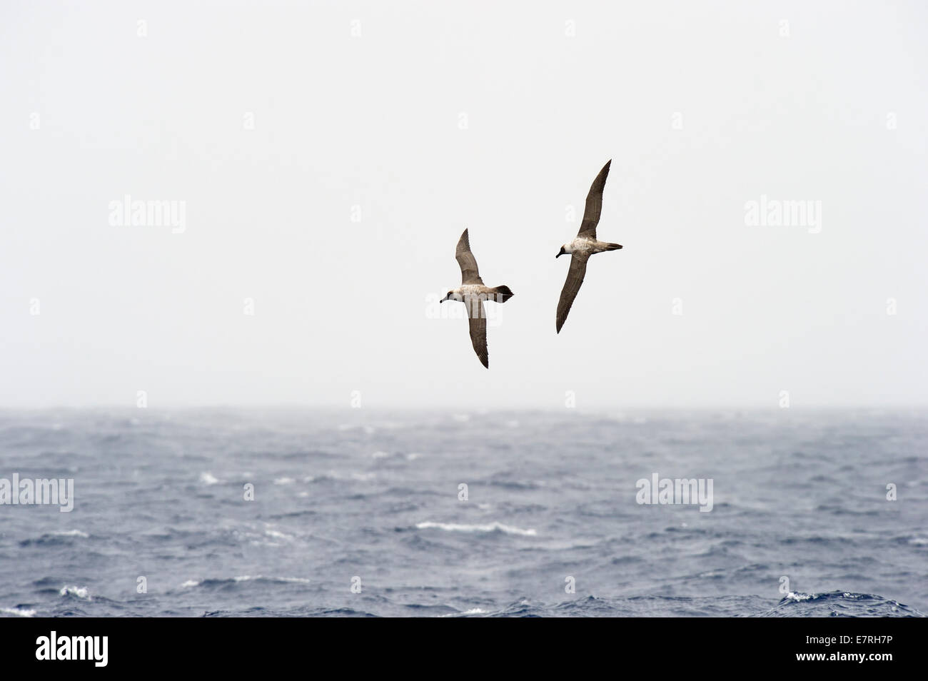 Albatross flying over ocean hi-res stock photography and images - Alamy