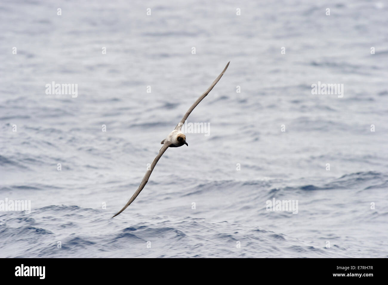 Albatross flying over ocean hi-res stock photography and images - Alamy