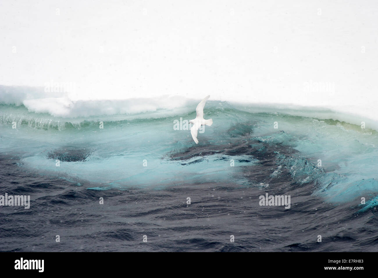 Snow Petrel (Pagodroma nivea) flying in front of an iceberg, Ross sea ...