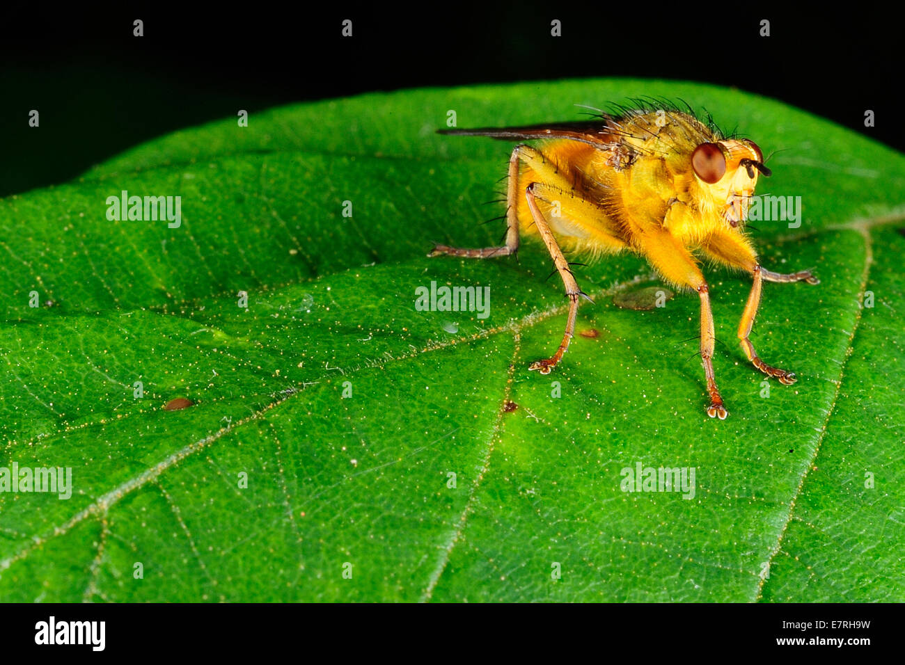 Thricops diaphanous, a Holarctic species of fly in the family Muscidae ...
