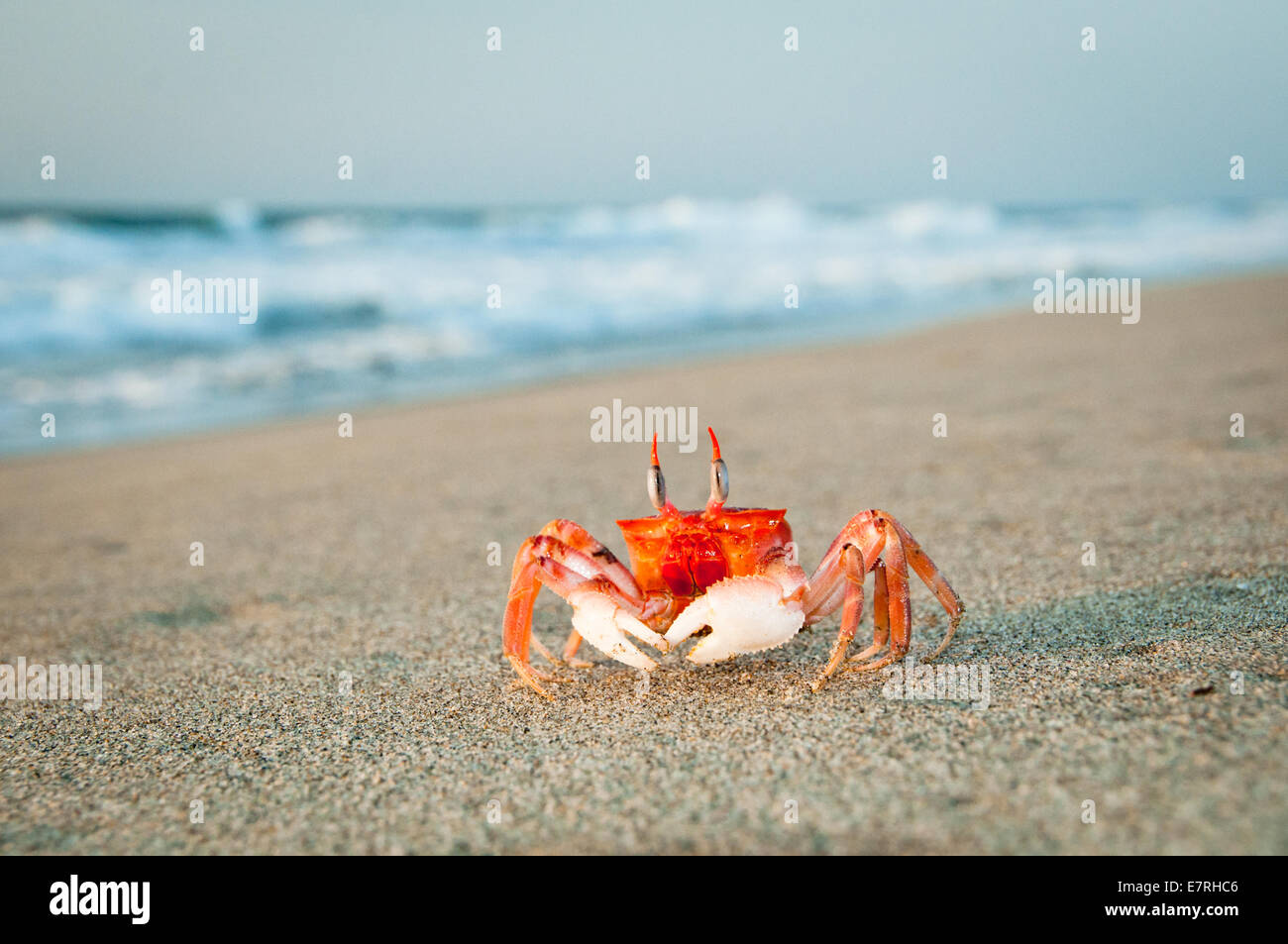 Painted Ghost Crab stands tall on Beach with Stormy Sea Behind Stock ...
