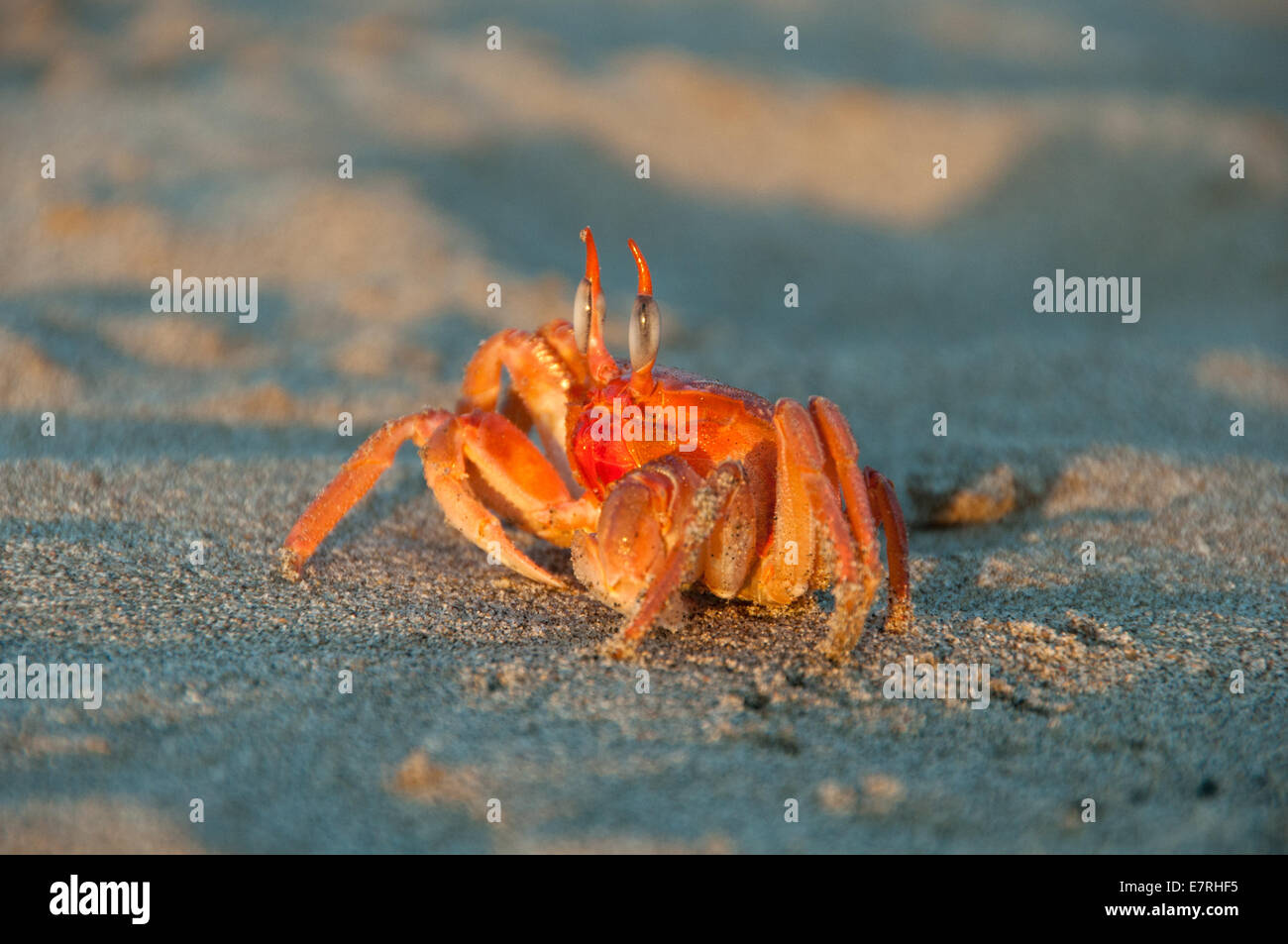 Ghost sand crab hi-res stock photography and images - Alamy