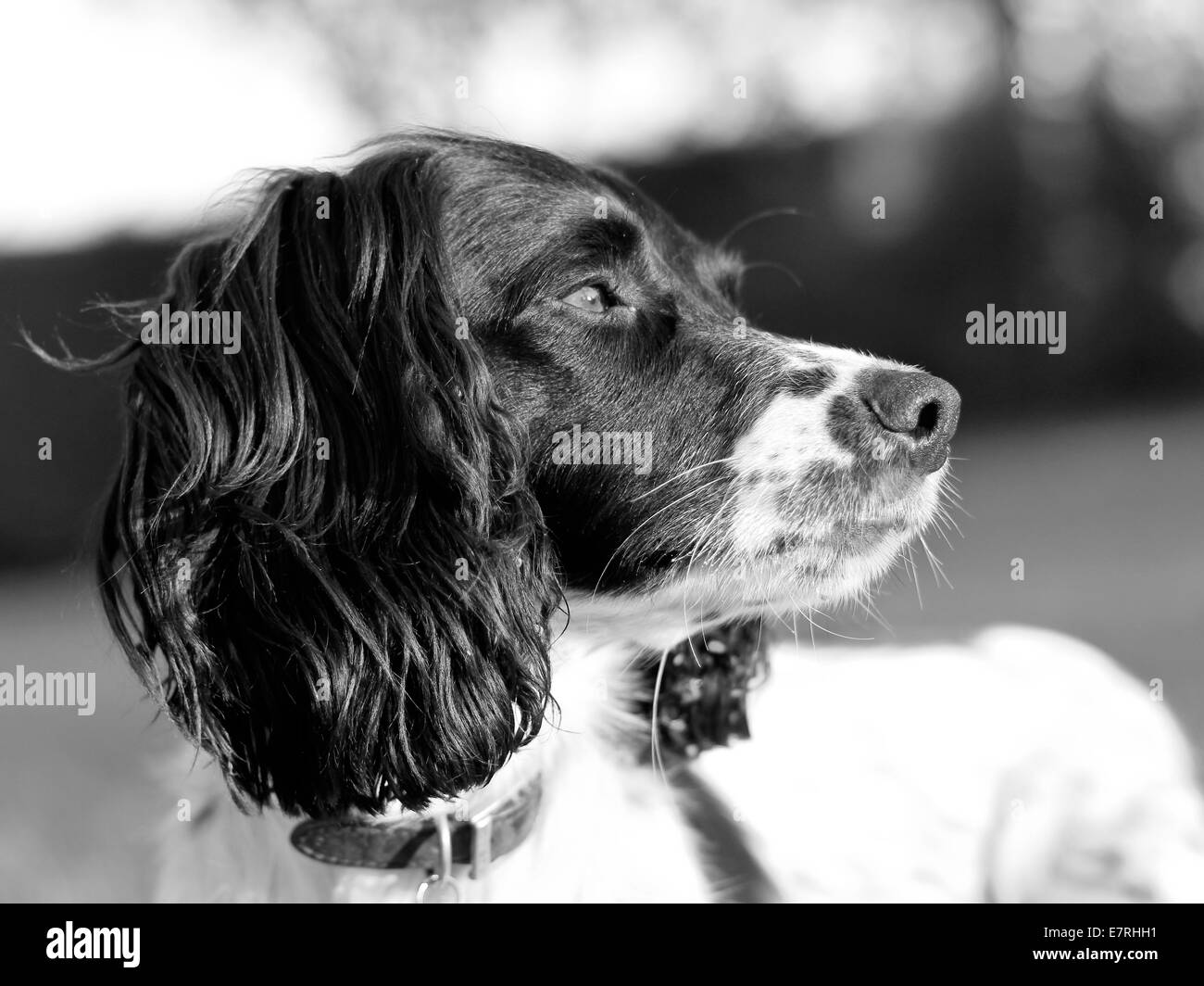Portrait of a Springer Spaniel dog basking in the sun light sniffing ...