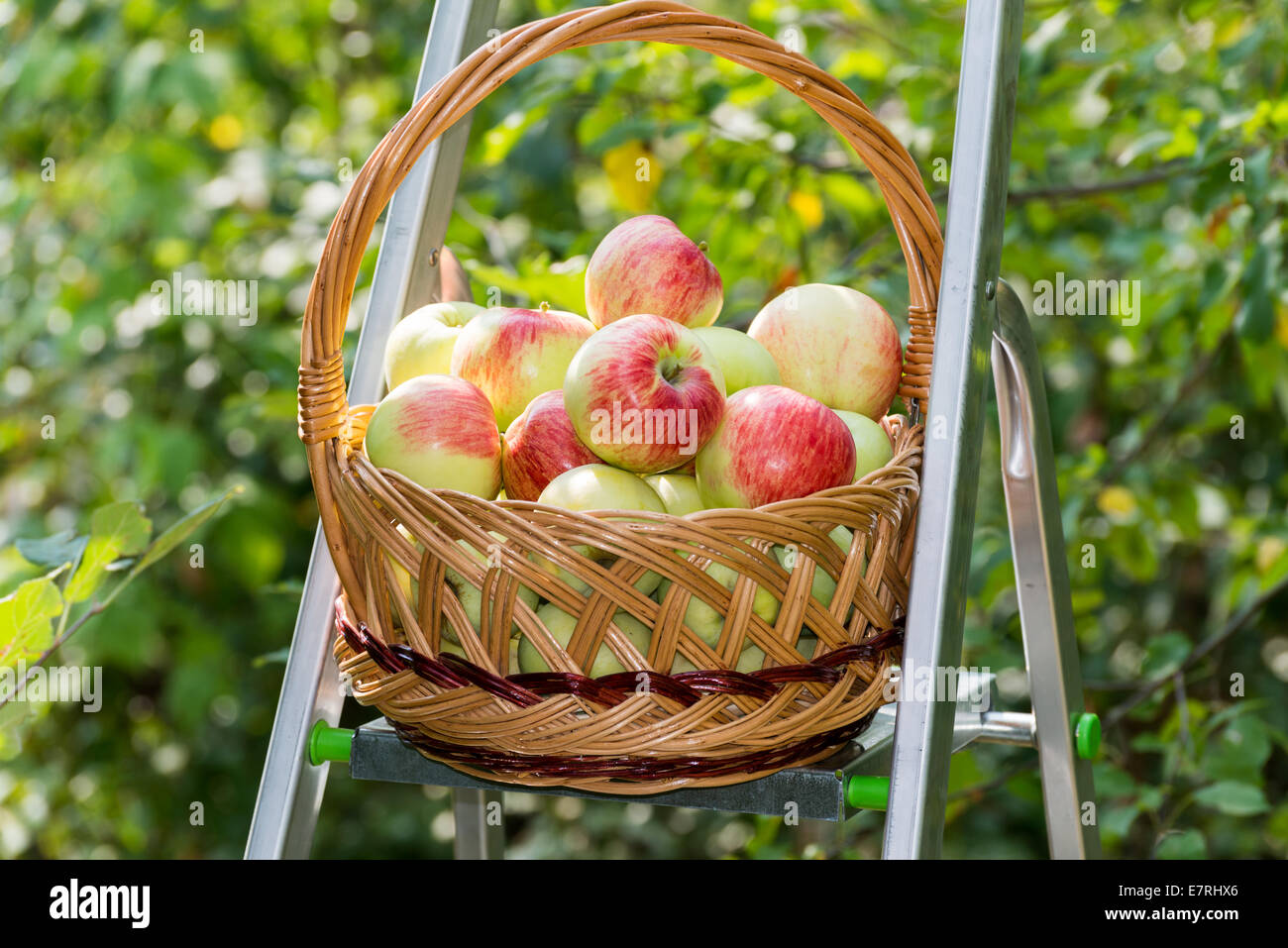 Picking apples wicker basket hi-res stock photography and images - Alamy