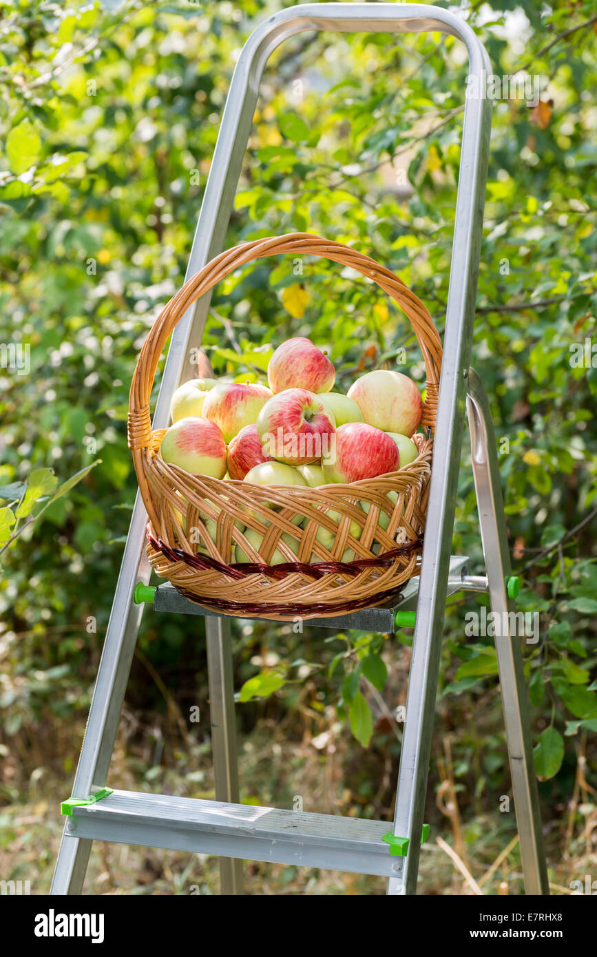 Apples in basket Stock Photo - Alamy