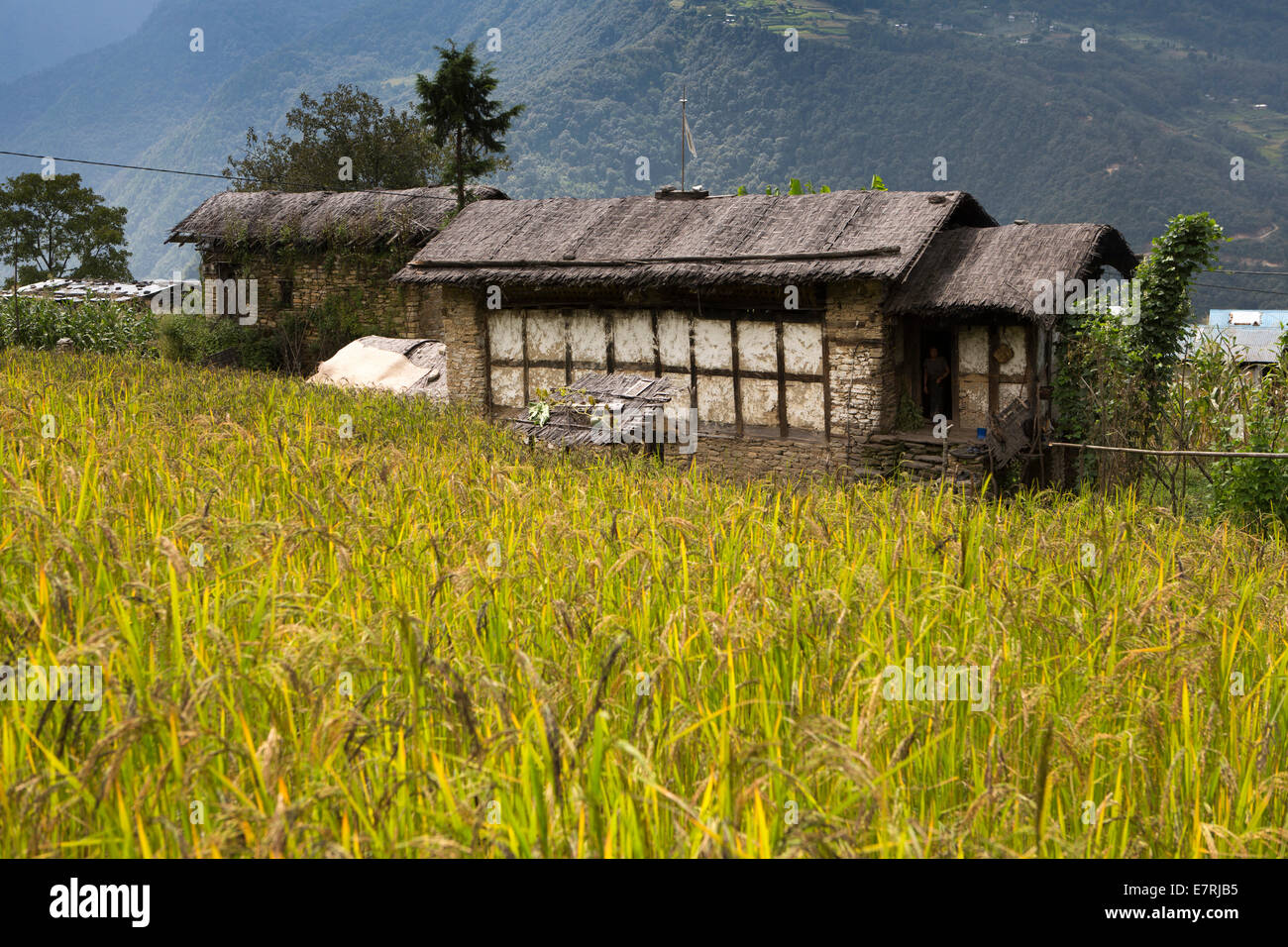 Traditional bhutanese farm house hi-res stock photography and images ...