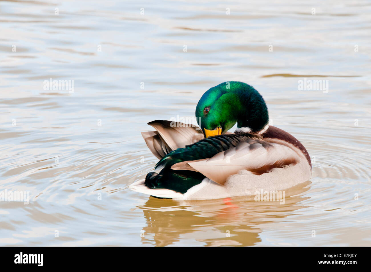 Male Mallard preening whilst swimming Stock Photo - Alamy