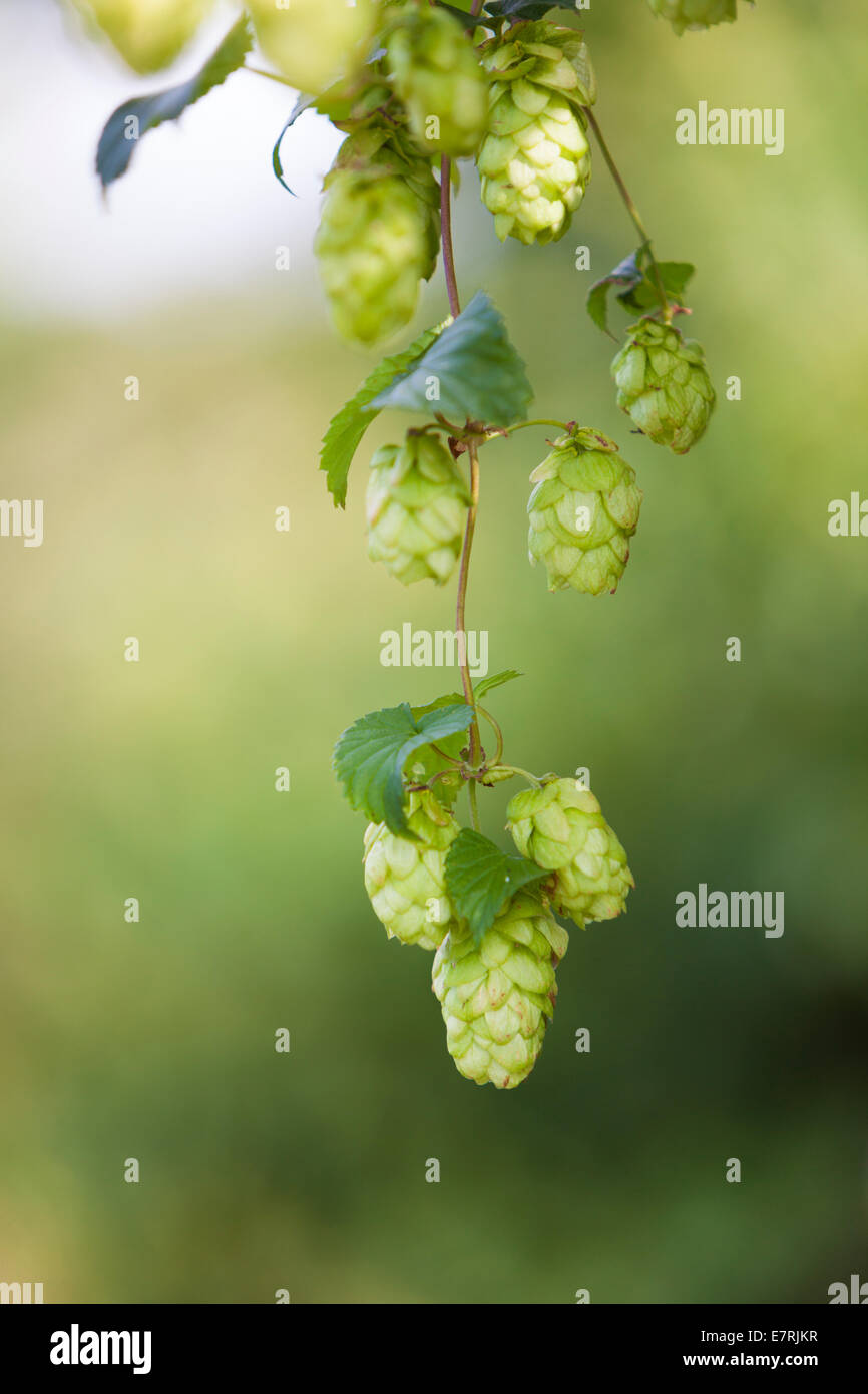 Hops (Humulus lupulus) flower, Kent, UK, summer. Today different ...