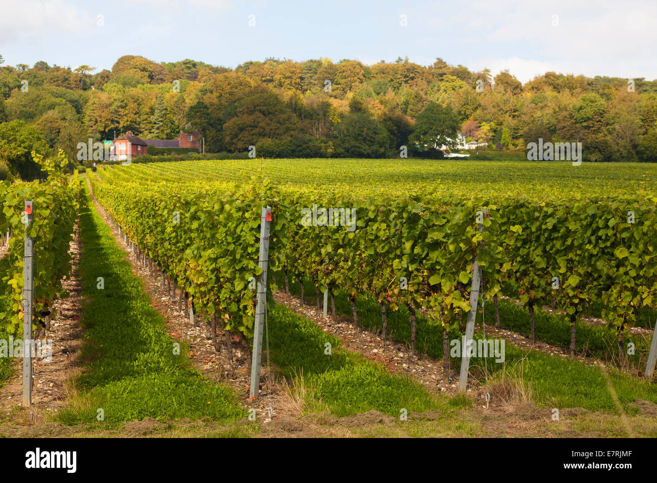 British vineyard scene, Kent, UK. Autumn Stock Photo - Alamy