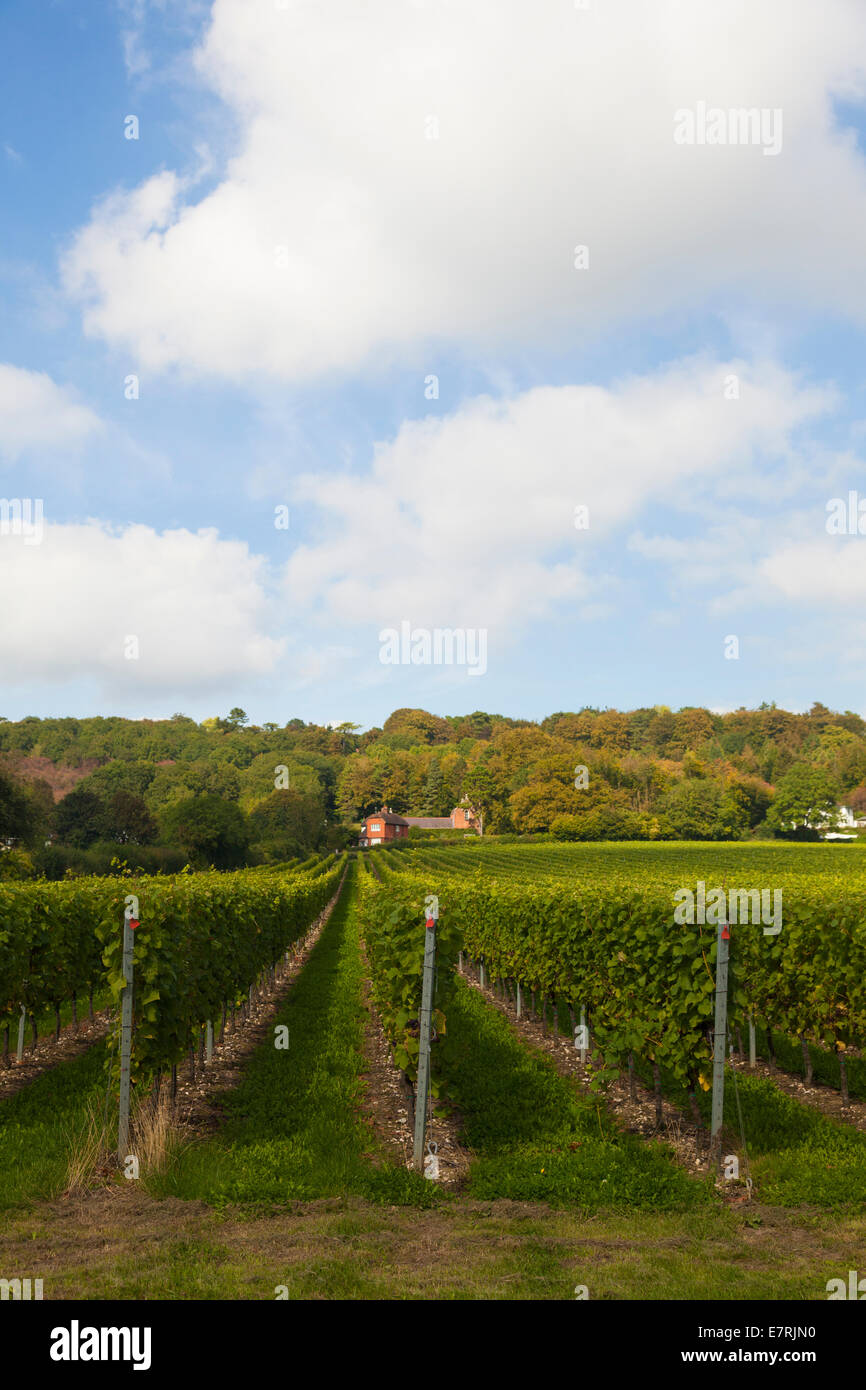 Kent vineyard uk hi-res stock photography and images - Alamy