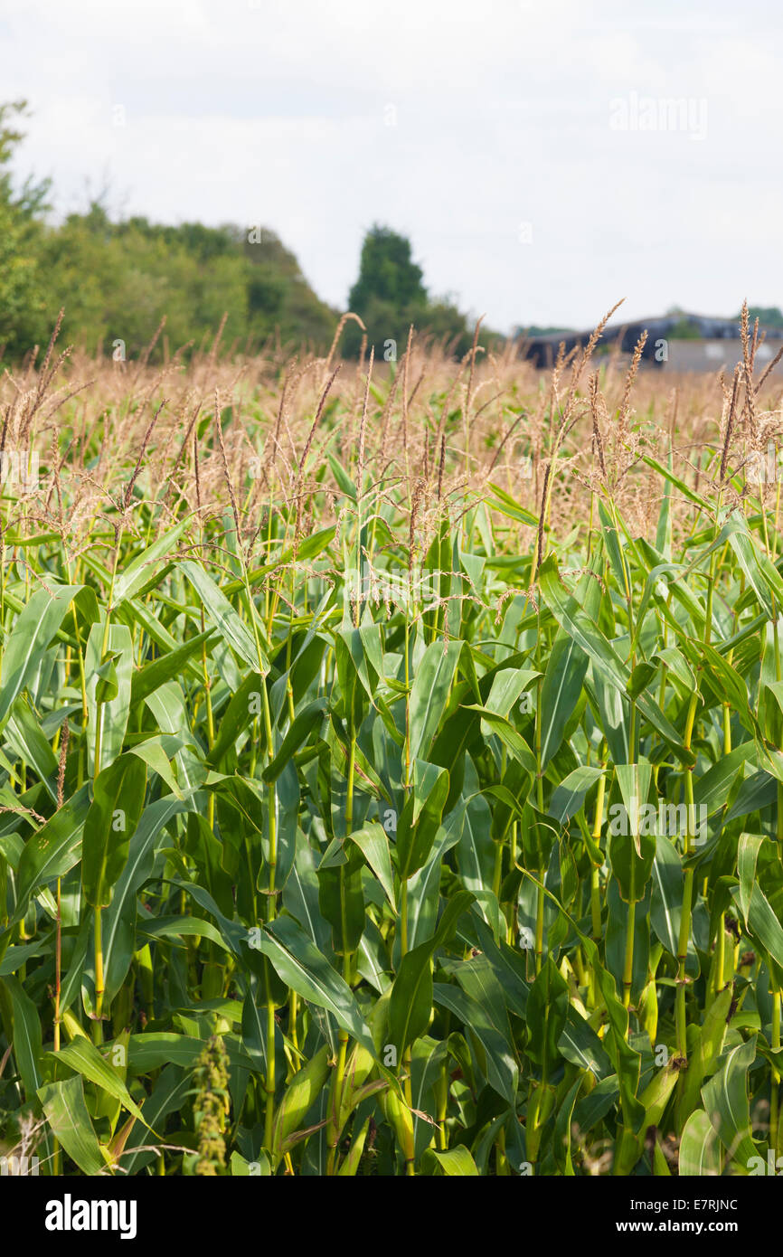 Maize, corn, sweet corn or corn on the cob (Zea mays), growing in a ...