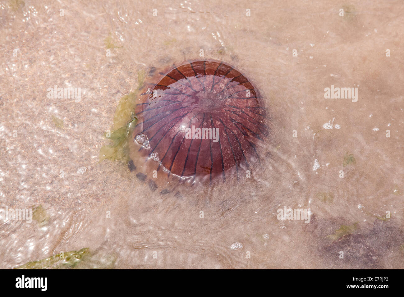 Compass jellyfish or Chrysaora hysocella jellyfish, Hope Cove, Devon ...