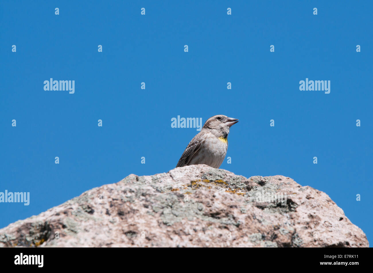 A Rock Sparrow perched on a rock in Cappadocia Stock Photo - Alamy