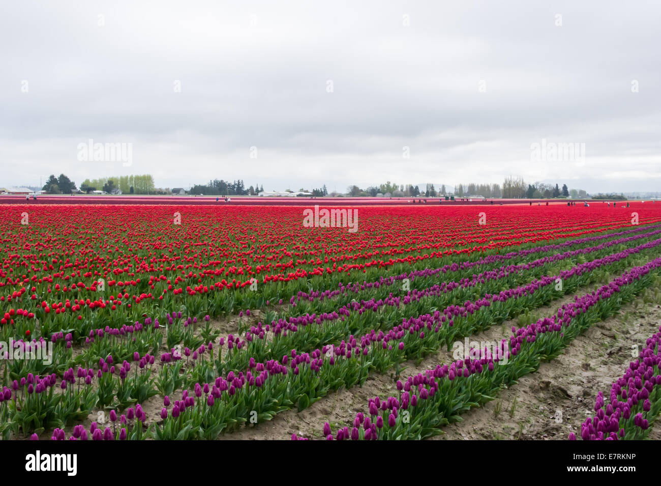 Commercial Tulip farm near La Conner during anual Tulip Festival in ...