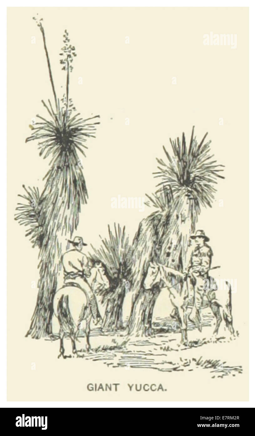 An 1891 illustration of a giant yucca plant in Arizona. The drawing ...