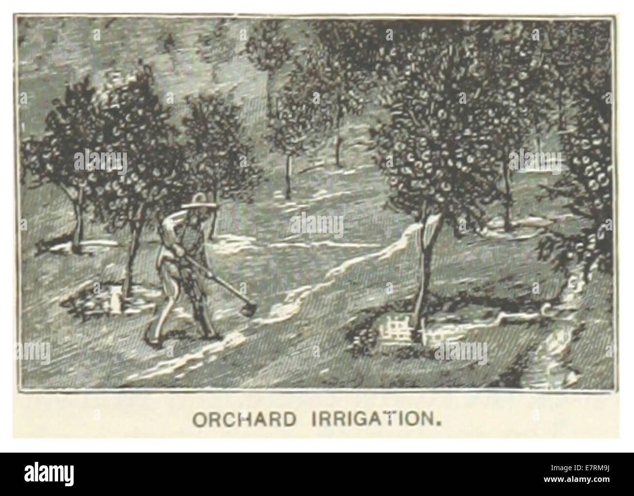 This 1891 illustration depicts an orchard irrigation system in ...