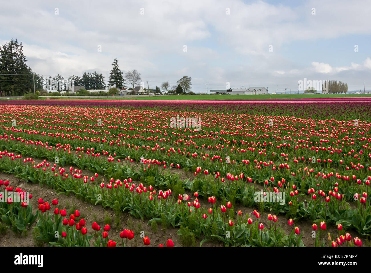Commercial Tulip farm near La Conner during anual Tulip Festival in ...