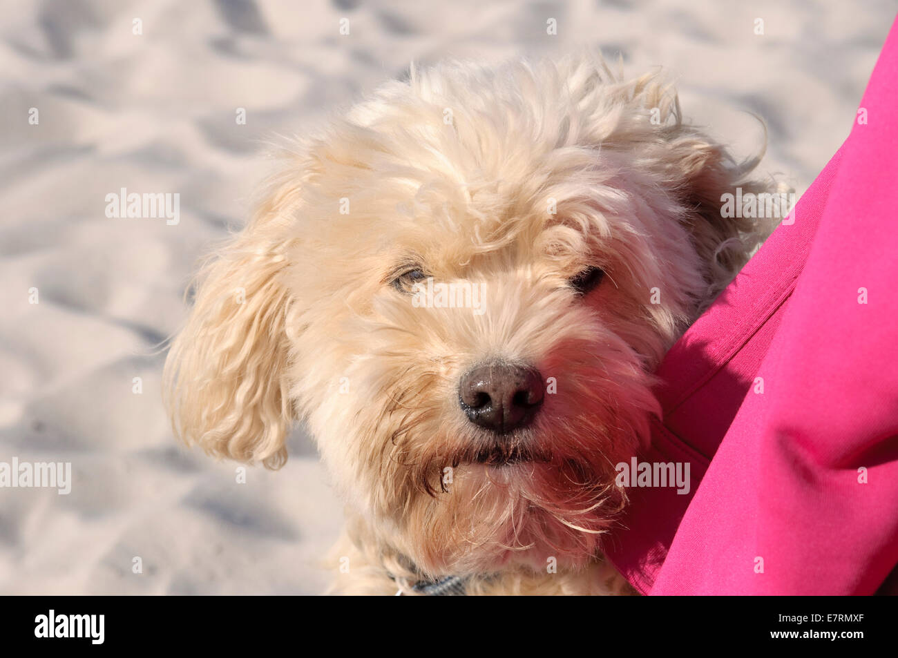Cute beige terrier peering at camera from behind pink jacket Stock ...