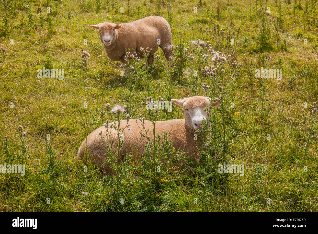 Poll Dorset sheep, Hope Cove, South Devon, England, United Kingdom ...
