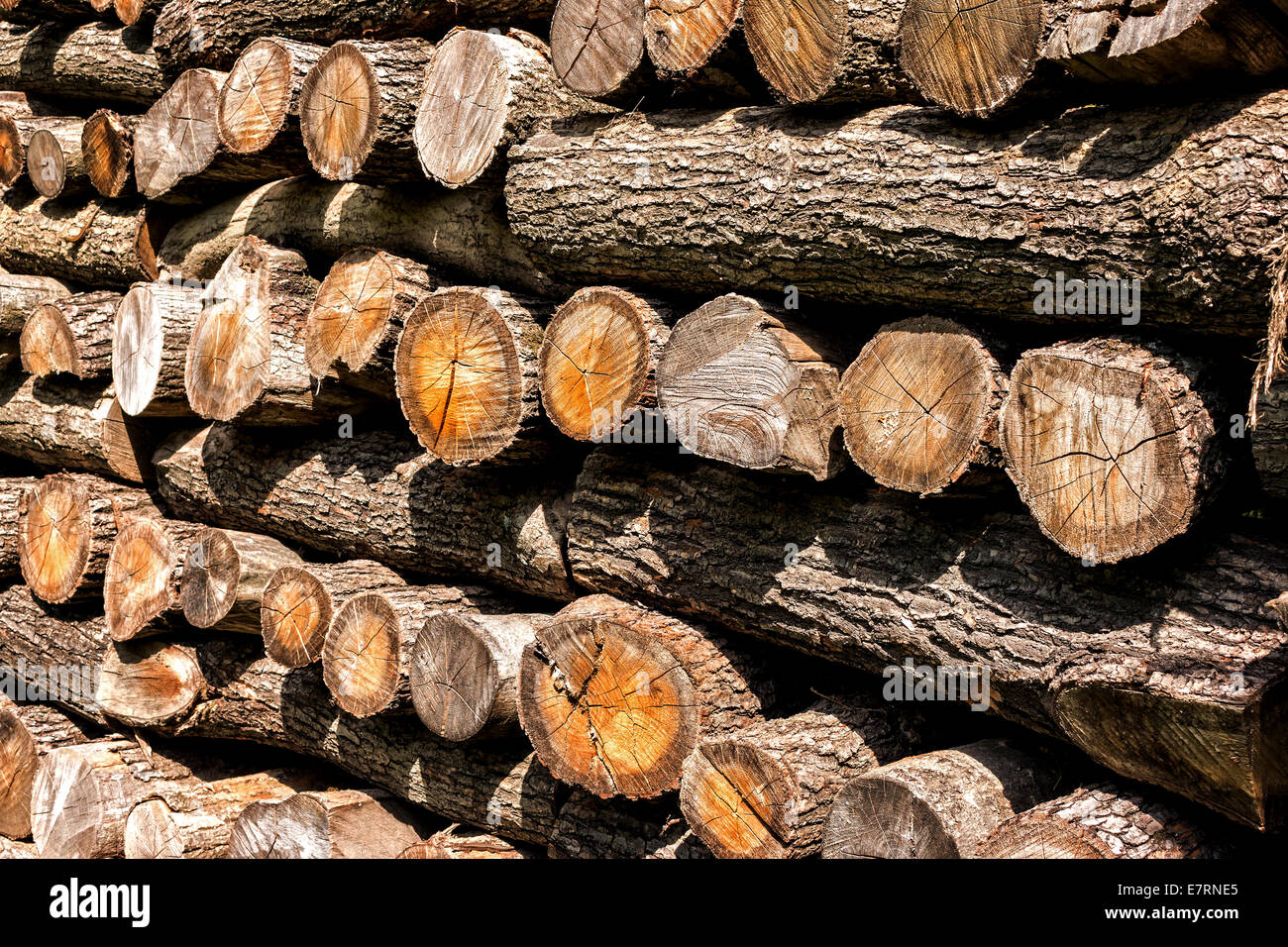 Big pile of wood in the forest Stock Photo - Alamy